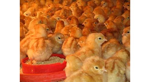 Venta De Pollitos Bb - Agroads