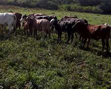 Vacas - Agroads